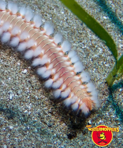 Waterhoppers - Scuba Diving on Rhodes, Greece