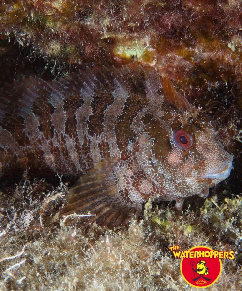 Waterhoppers - Scuba Diving on Rhodes, Greece