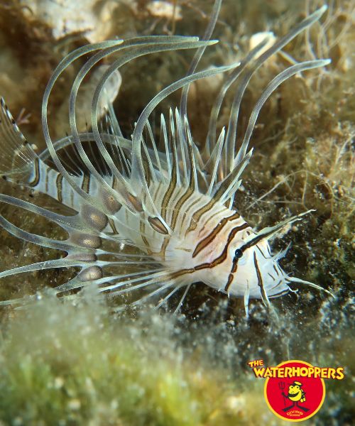 Waterhoppers - Scuba Diving on Rhodes, Greece