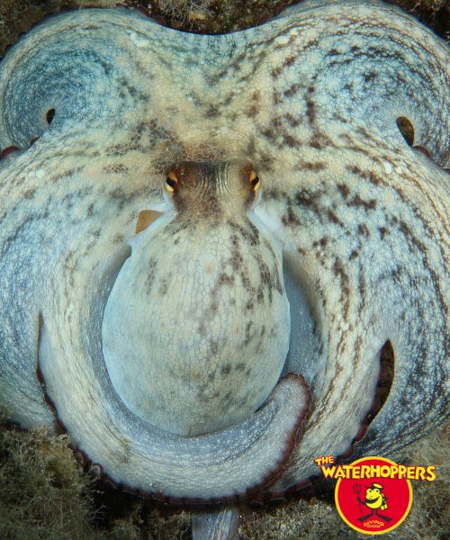 Waterhoppers - Scuba Diving on Rhodes, Greece