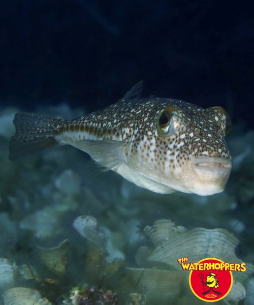 Waterhoppers - Scuba Diving on Rhodes, Greece