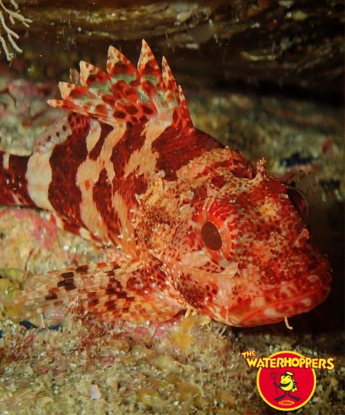 Waterhoppers - Scuba Diving on Rhodes, Greece